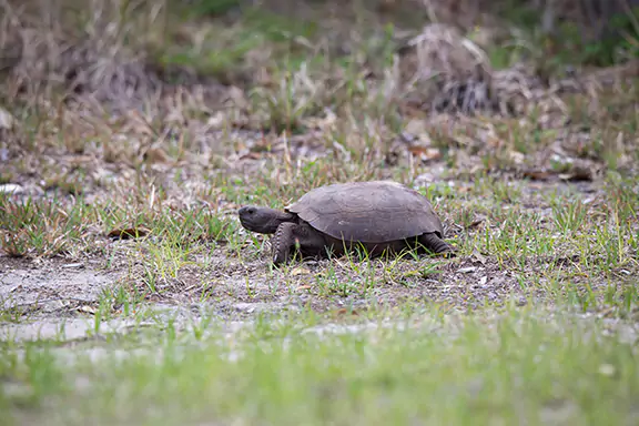 What Is a Gopher Tortoise? Facts, Habitat, and Conservation Explained ...